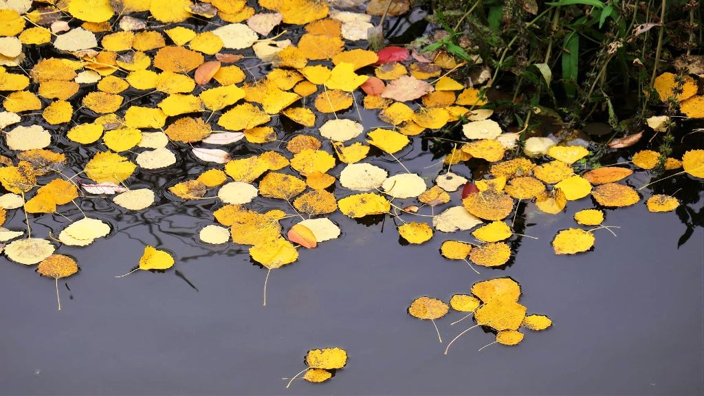 Hoa rụng ven sông - Thời Báo Newspaper